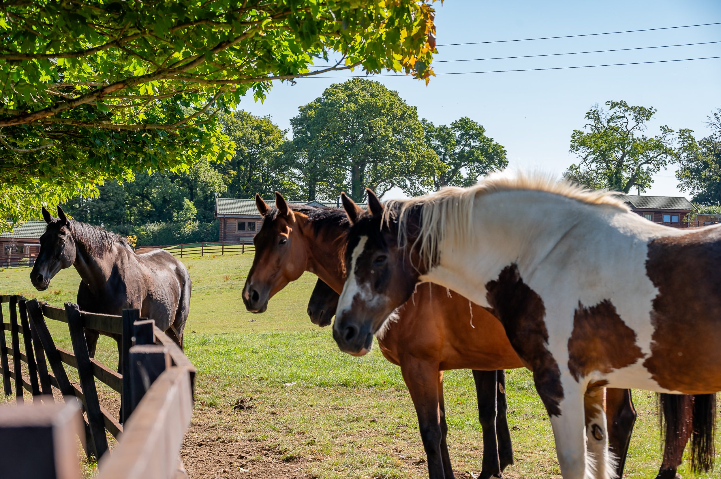 Your Local Guide to Sun Hill Farm | Holiday at Home